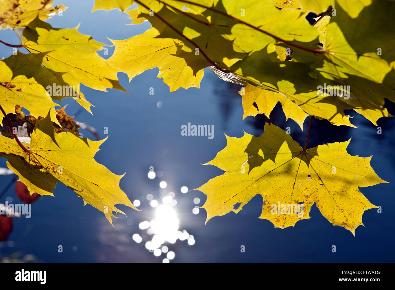 Yellow coloured maple leaves in sunlight Stock Photo - Alamy