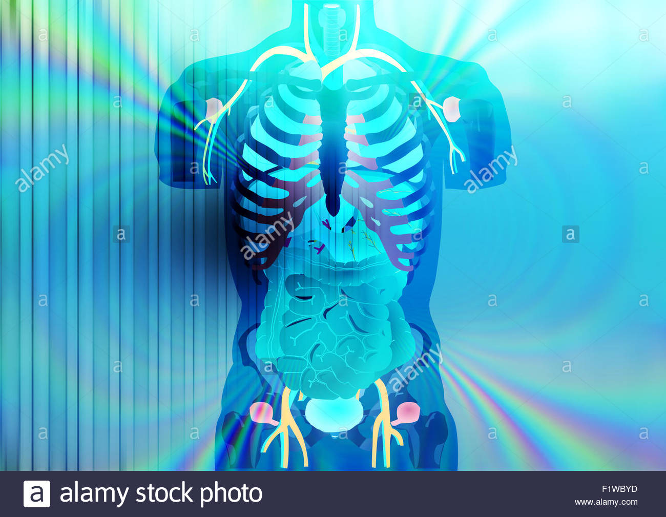 Internal Organs Human Stock Photos & Internal Organs Human Stock Images ...