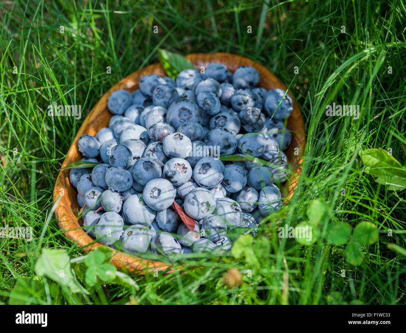 Ripe blueberries in the wooden bowl over green grass Stock Photo - Alamy