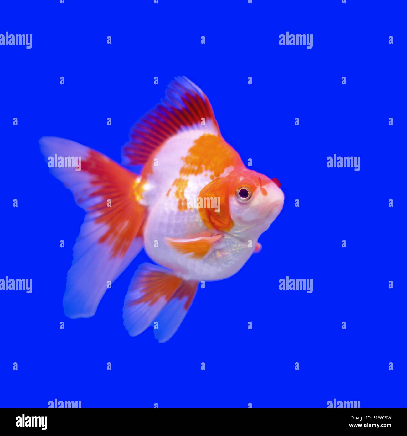 beautiful goldfish in the aquarium Stock Photo - Alamy