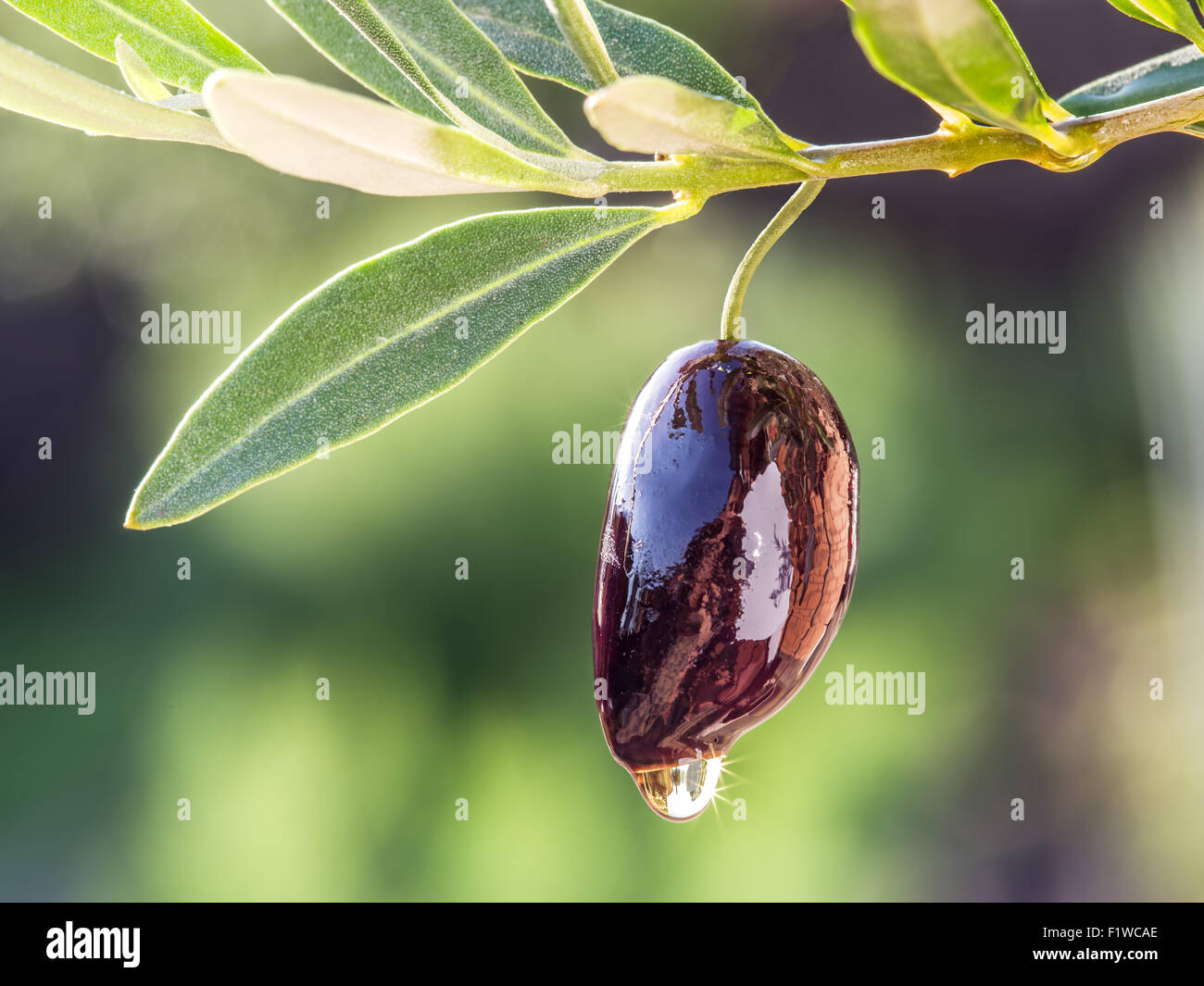 Olive oil drops from the olive berry Stock Photo - Alamy