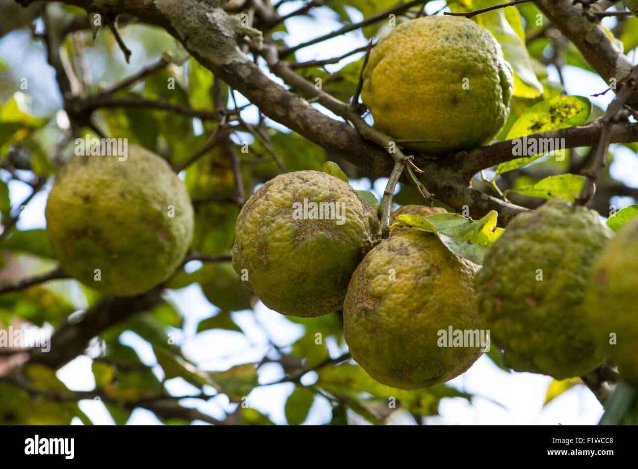 Lemons growing on a tree in Mpumalanga Stock Photo - Alamy
