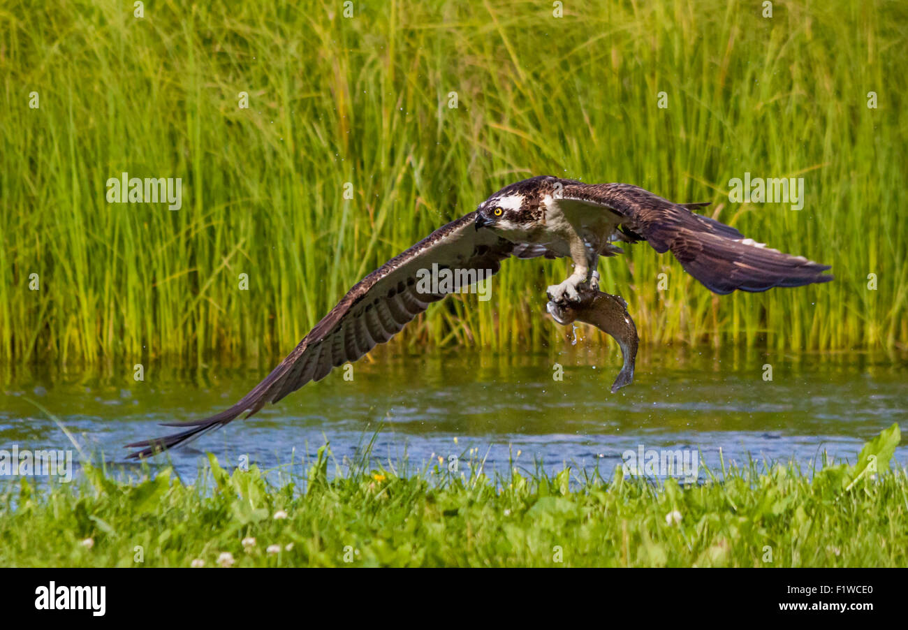 Fish catching birds hi-res stock photography and images - Alamy
