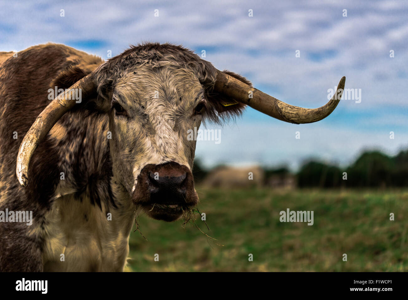 Horned mean hi-res stock photography and images - Alamy