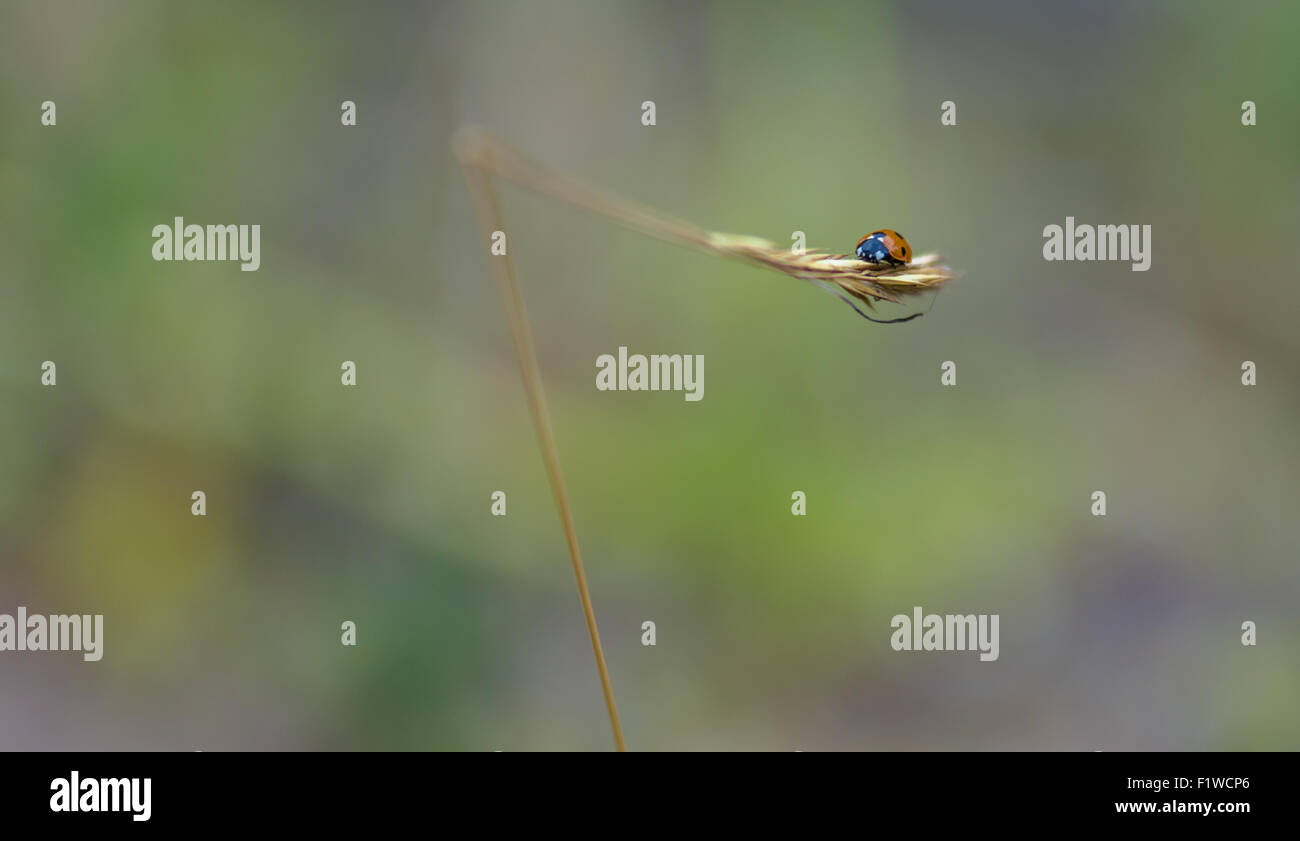 Little Lady Bird Stock Photo - Alamy