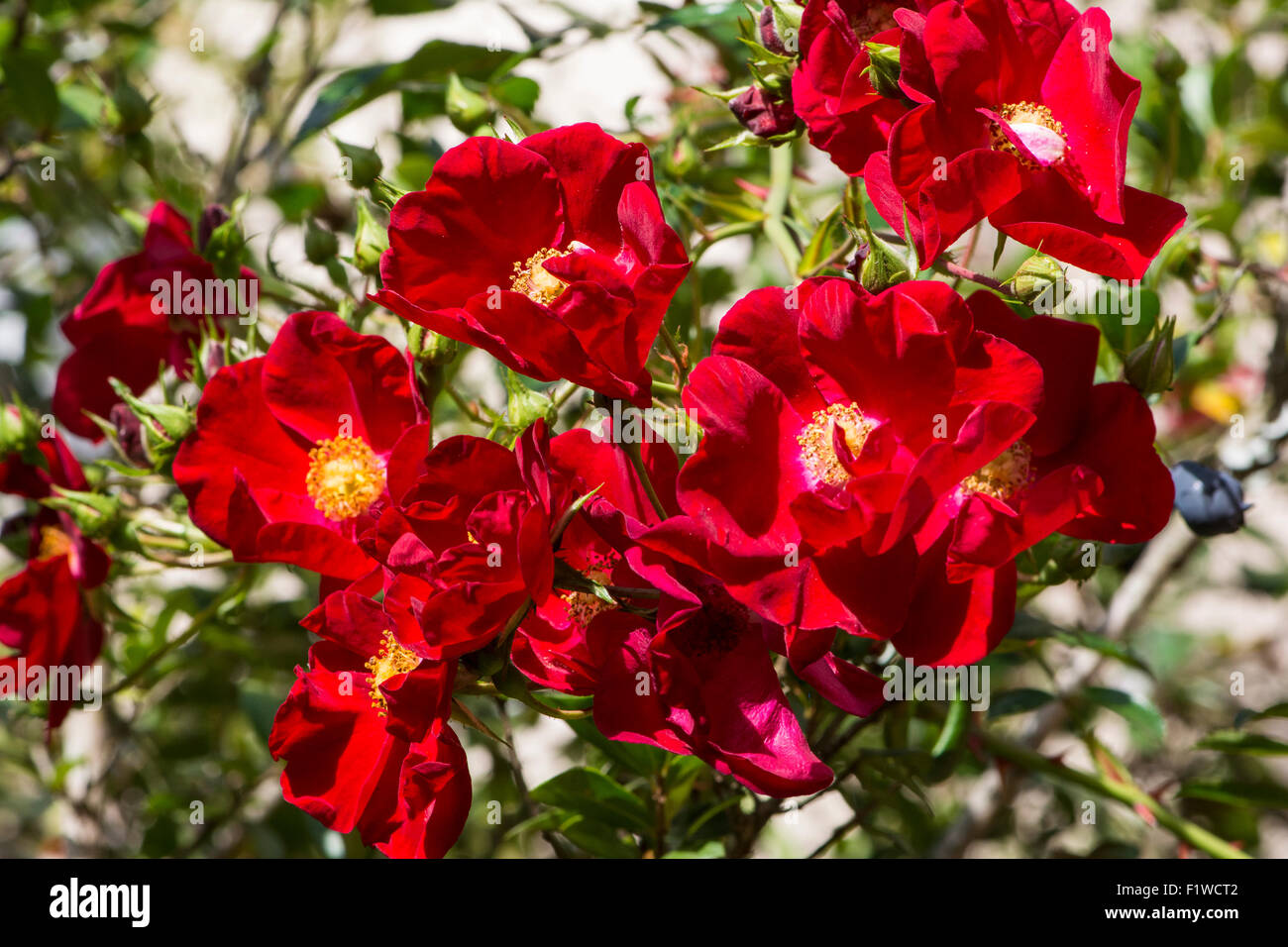 Colourful rock roses growing in a garden in Mpumalanga Stock Photo - Alamy