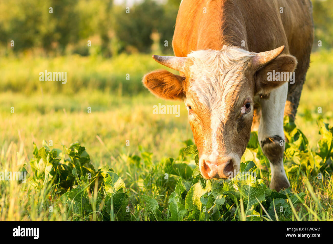 Male cow hi-res stock photography and images - Alamy