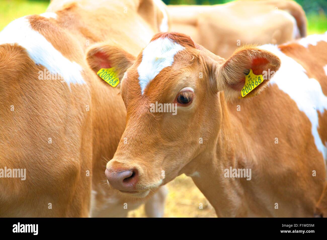 Guernsey cow hi-res stock photography and images - Alamy