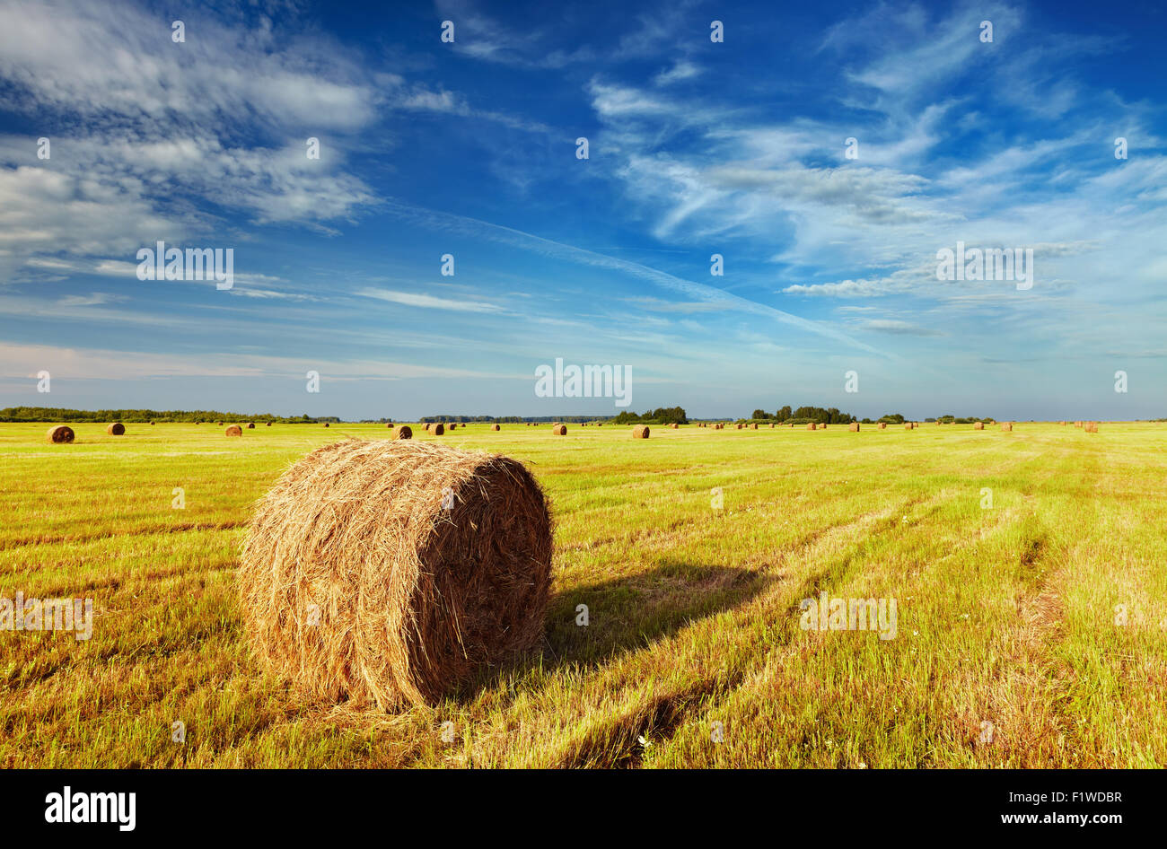 Mown field with straw bales Stock Photo - Alamy
