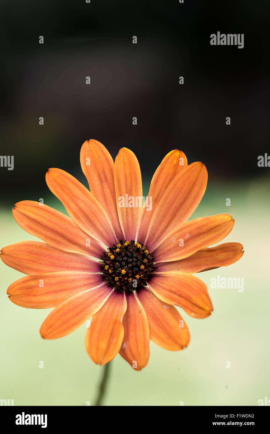 Circular core hi-res stock photography and images - Alamy