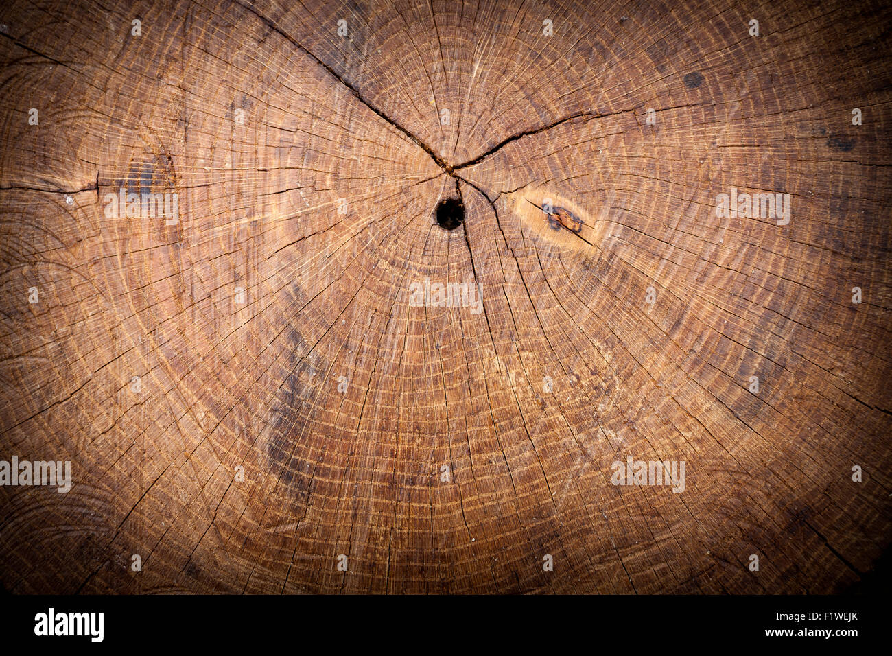 Texture of slice of wood timber. Natural background Stock Photo - Alamy