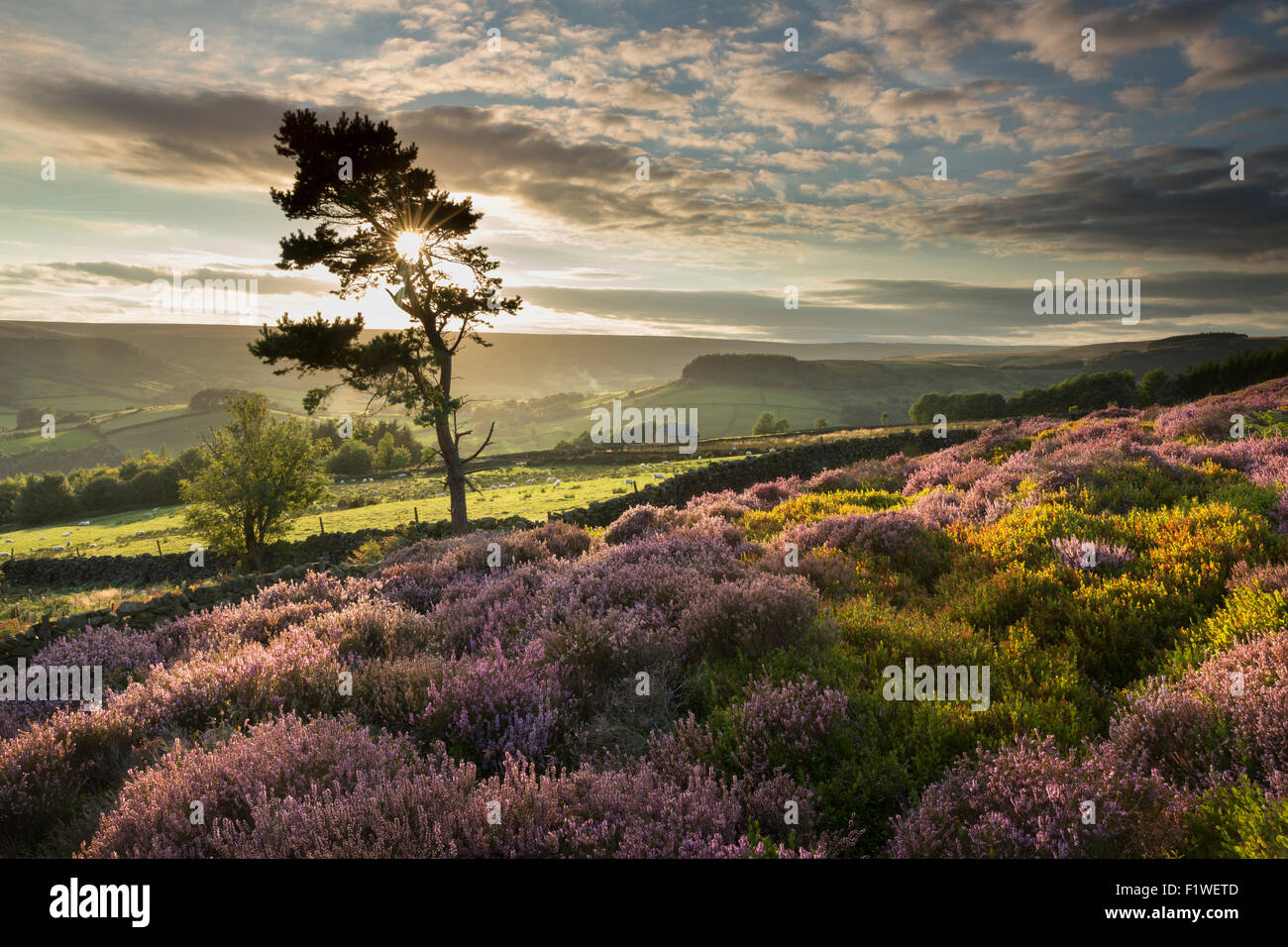 North yorkshire moors heather hi-res stock photography and images - Alamy