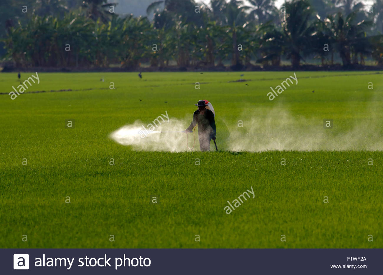 Farmer Spraying Pesticide In Paddy Stock Photos & Farmer Spraying ...