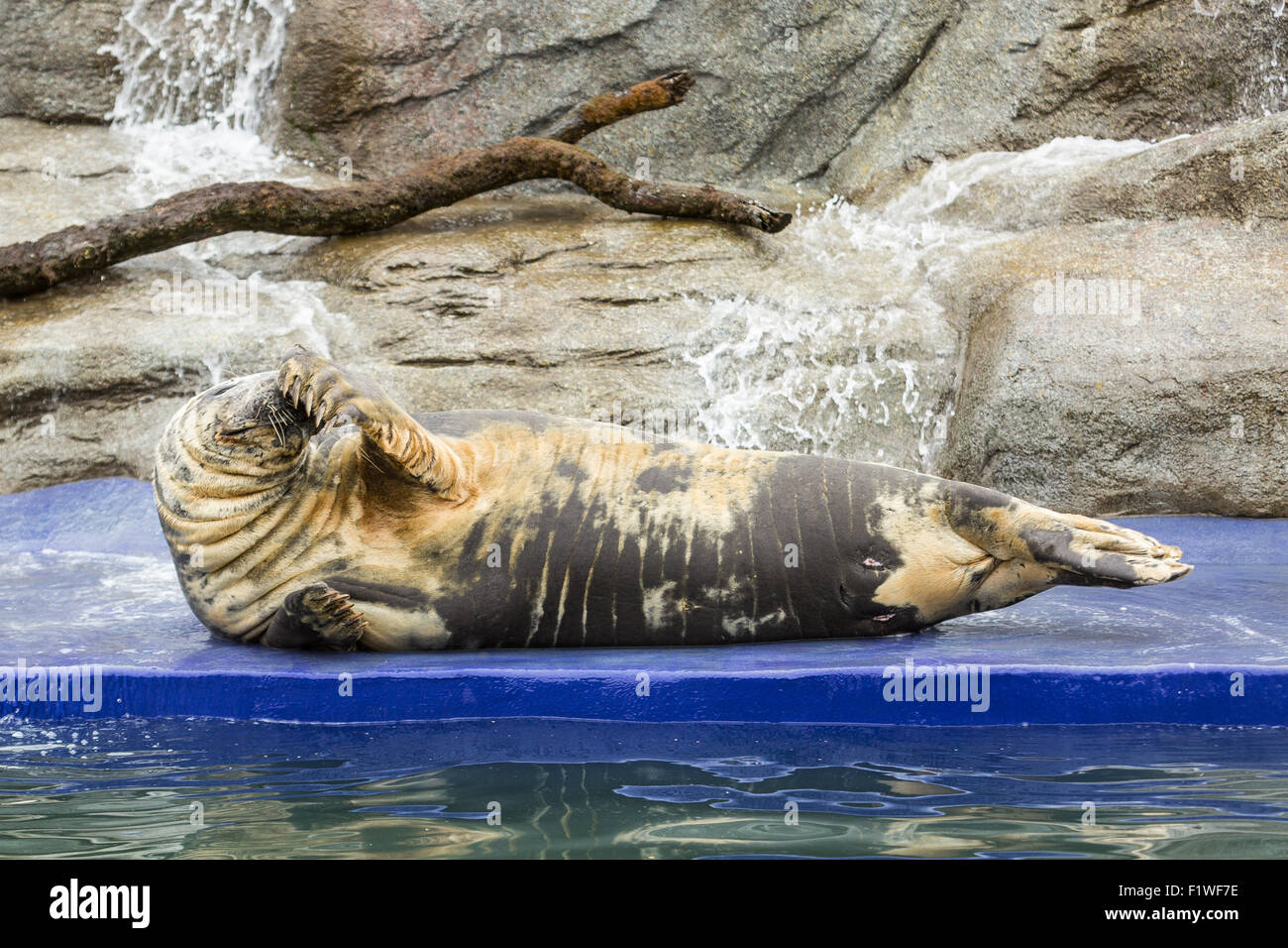 Grey Seal, Cornish Seal Sanctuary, Cornwall, UK Stock Photo - Alamy