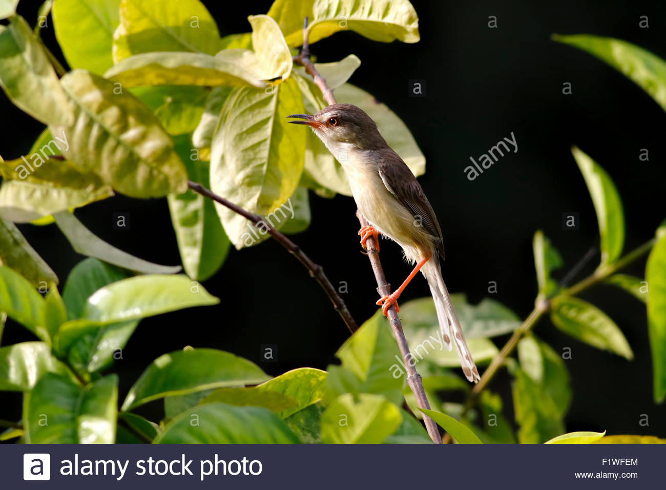 Inornata High Resolution Stock Photography and Images - Alamy