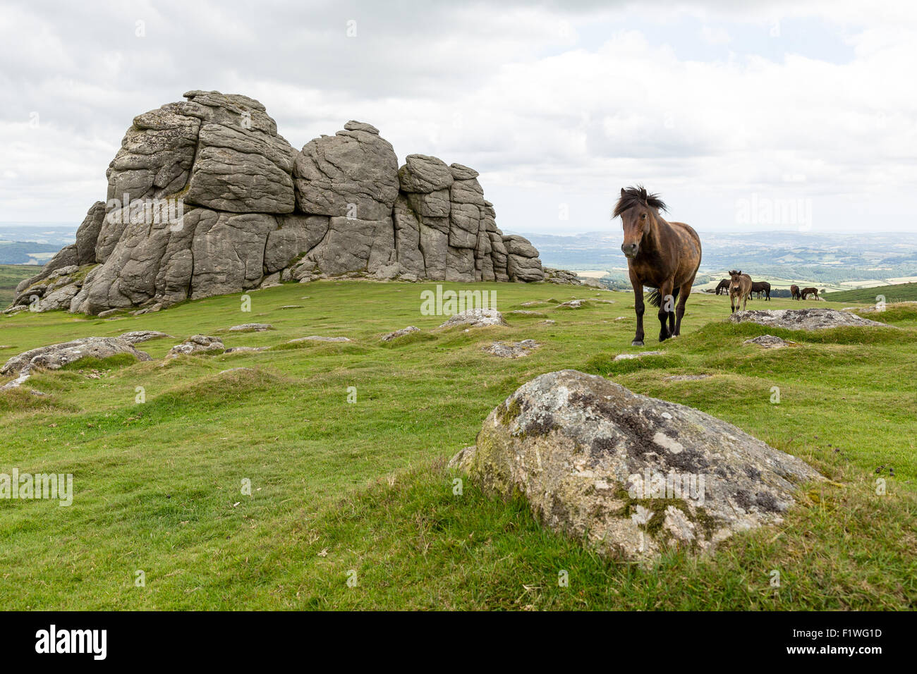Native pony walking towards the camera, Haytor Rock, Dartmoor Park ...