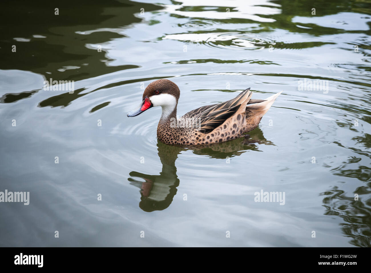 White-cheeked pintail Anas bahamensis, also known as the Bahama pintail ...
