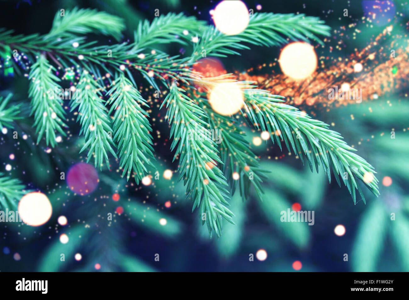 Blue spruce tree hi-res stock photography and images - Alamy