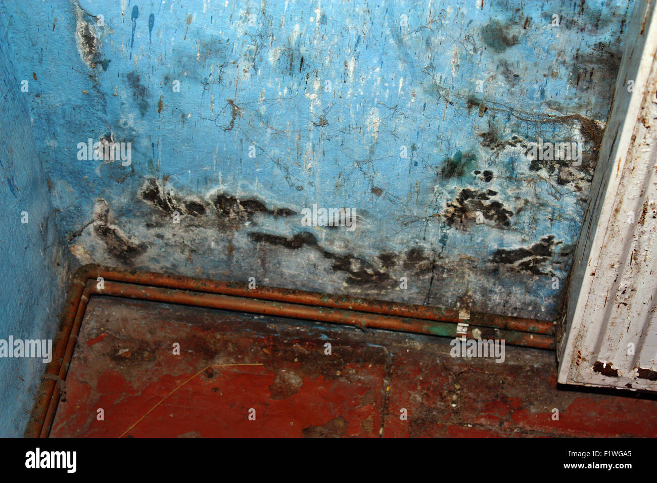 Dangerous mold fungus on the wall in a room near a heater Stock Photo ...