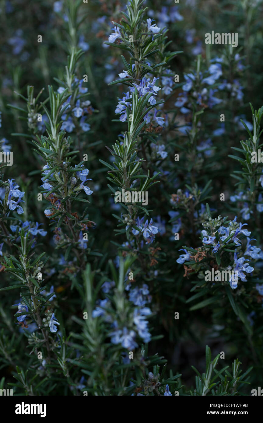Rosemary stems hi-res stock photography and images - Alamy
