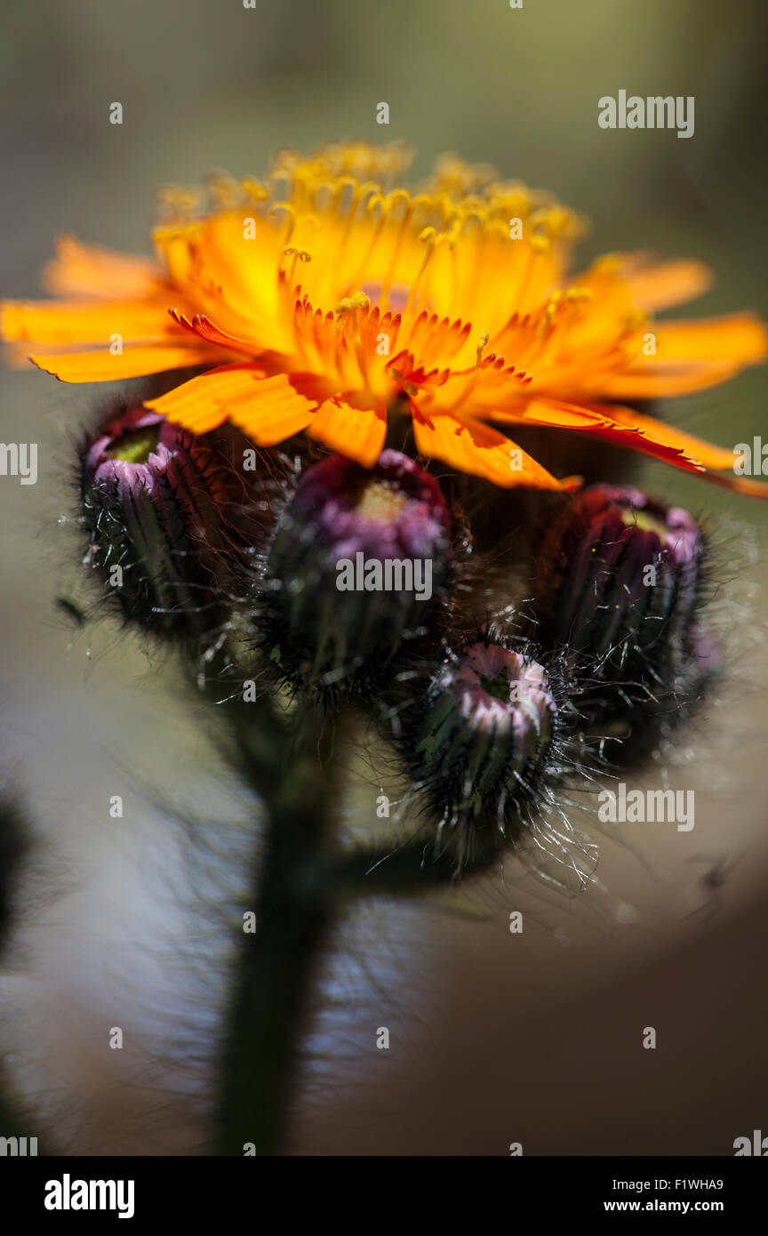 Fox & Cubs / Pilosella aurantiaca flower Stock Photo - Alamy
