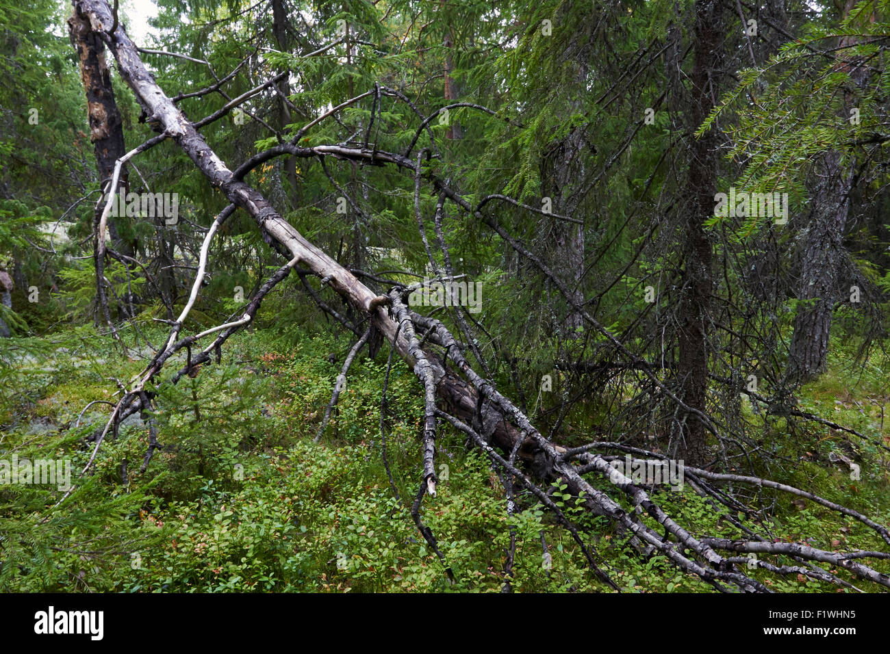 Dead Tree In Forest Stock Photos & Dead Tree In Forest Stock Images - Alamy