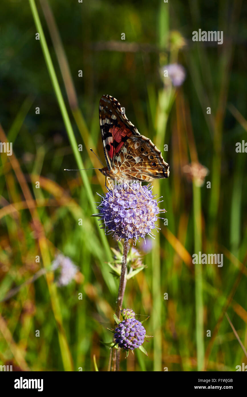 Vanessa cardui painted lady butterfly hi-res stock photography and ...