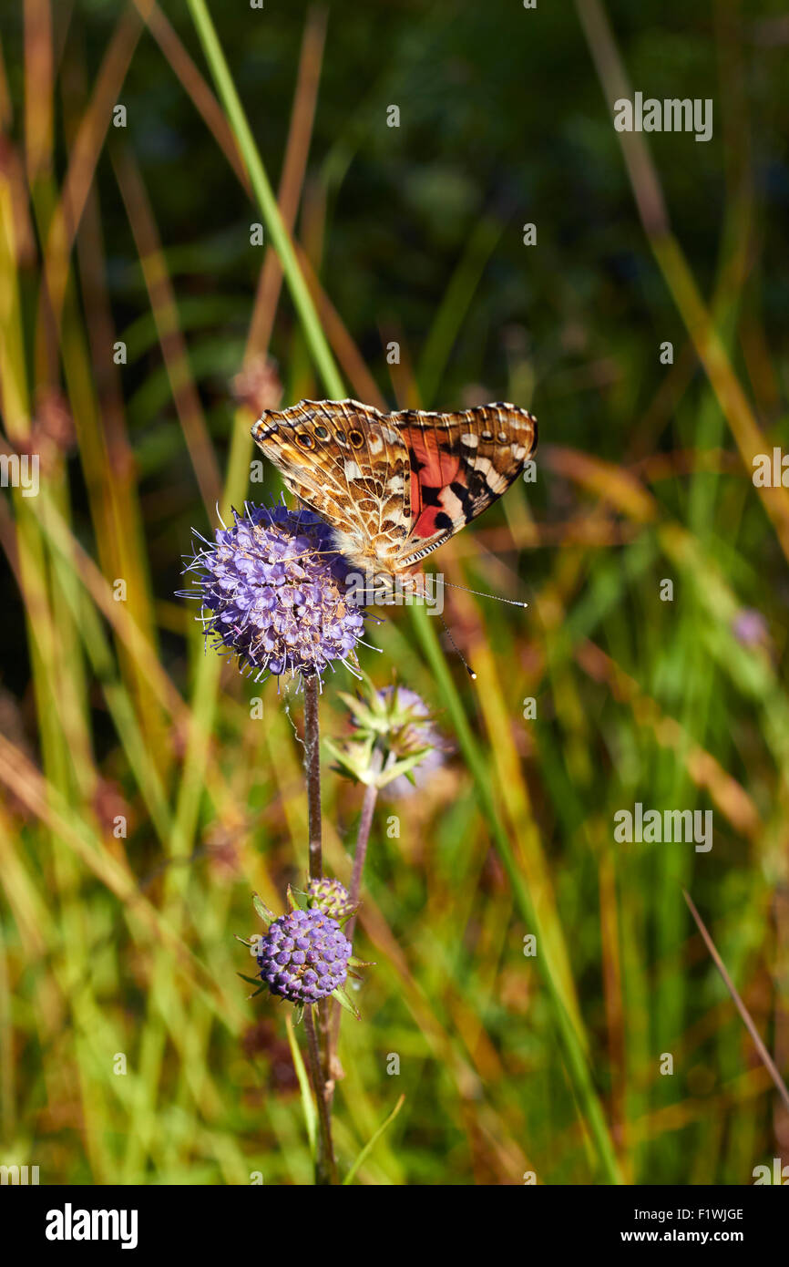 Vanessa cardui painted lady butterfly hi-res stock photography and ...