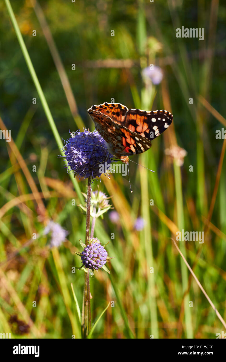 Vanessa cardui painted lady butterfly hi-res stock photography and ...