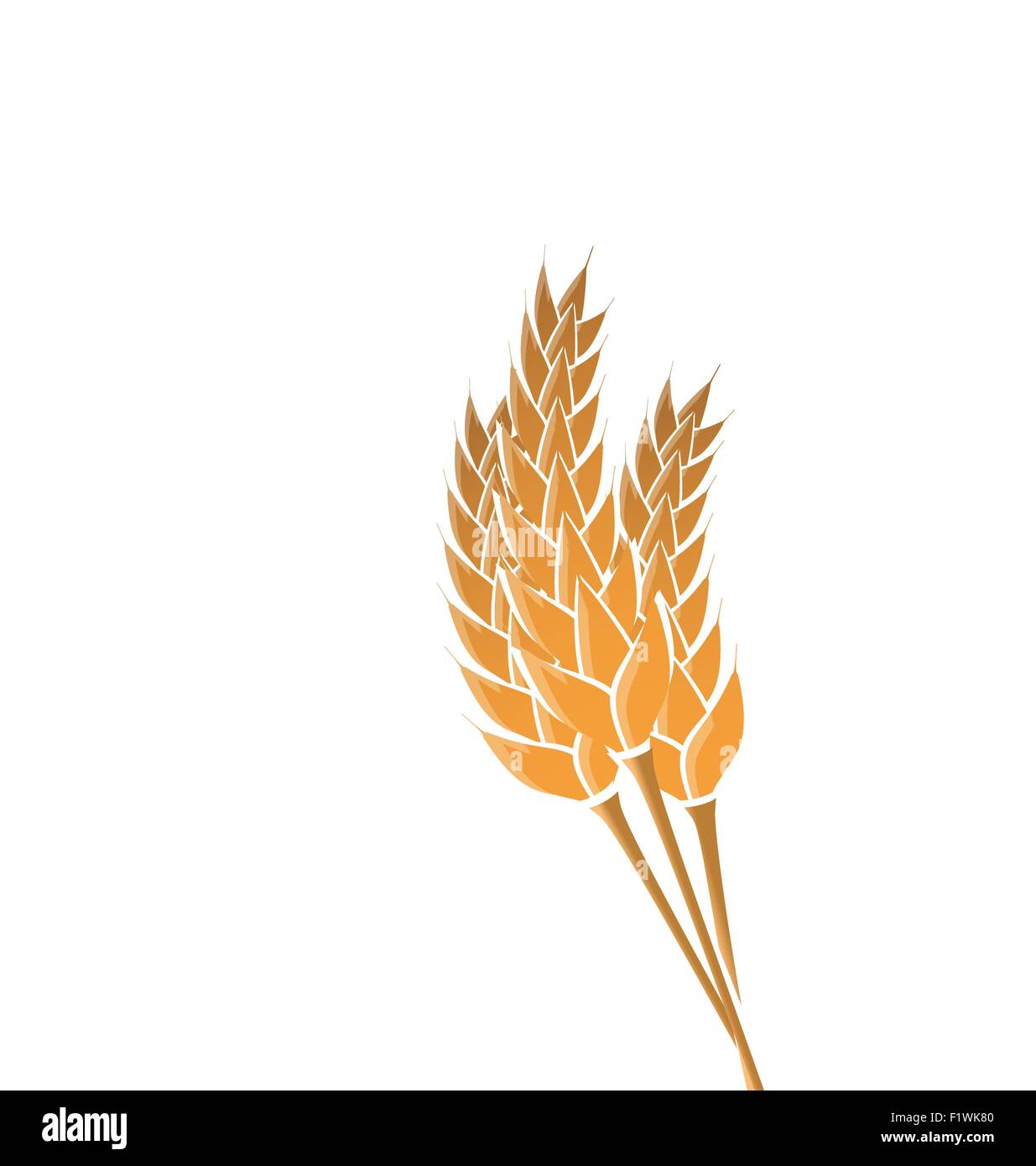 Wheat spica on white Stock Vector Images - Alamy
