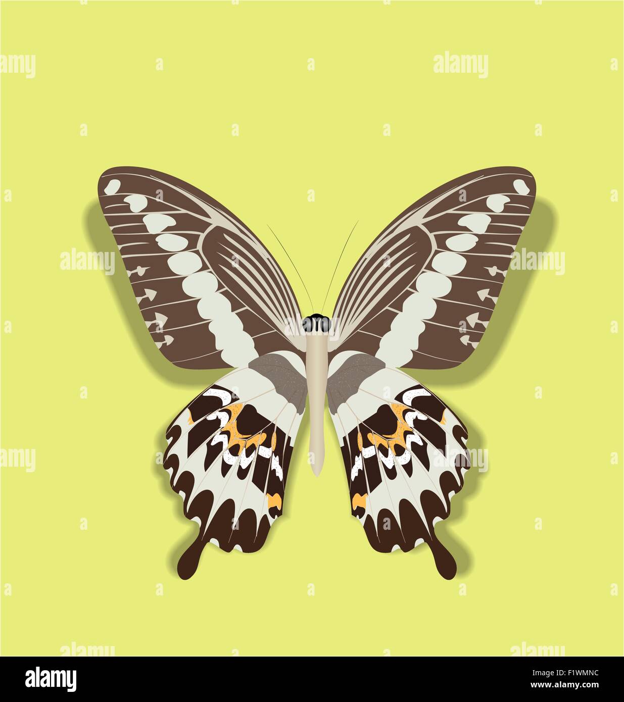 Butterfly insect papilio gigon Stock Vector Images - Alamy