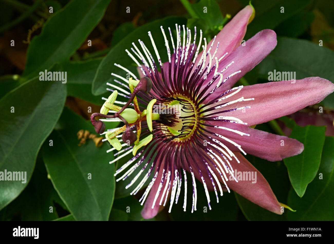 Leafy passion flower hi-res stock photography and images - Alamy