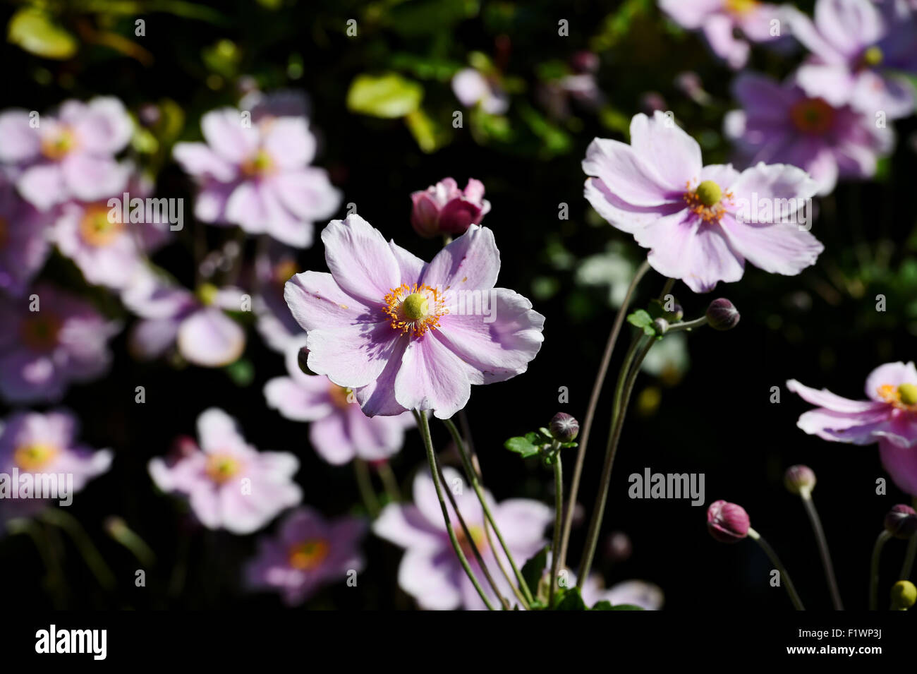 Chinese anemone Anemone hupehensis otherwise known as Japanese Anemone ...