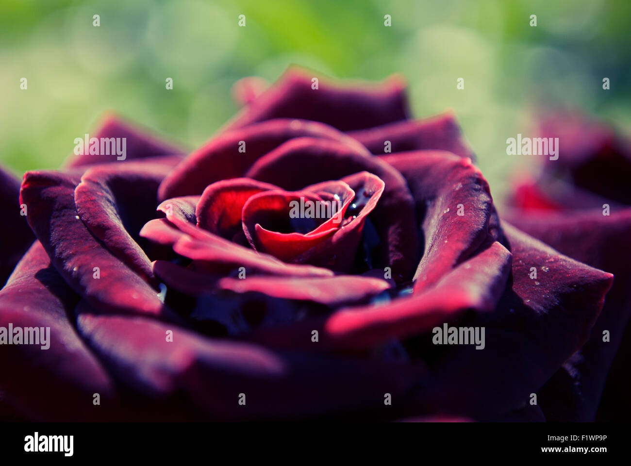 Red rose blooming close-up Stock Photo - Alamy