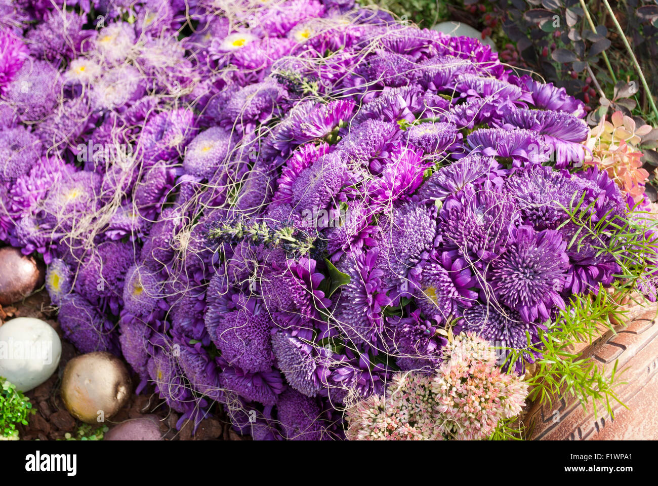 Asters field hi-res stock photography and images - Alamy