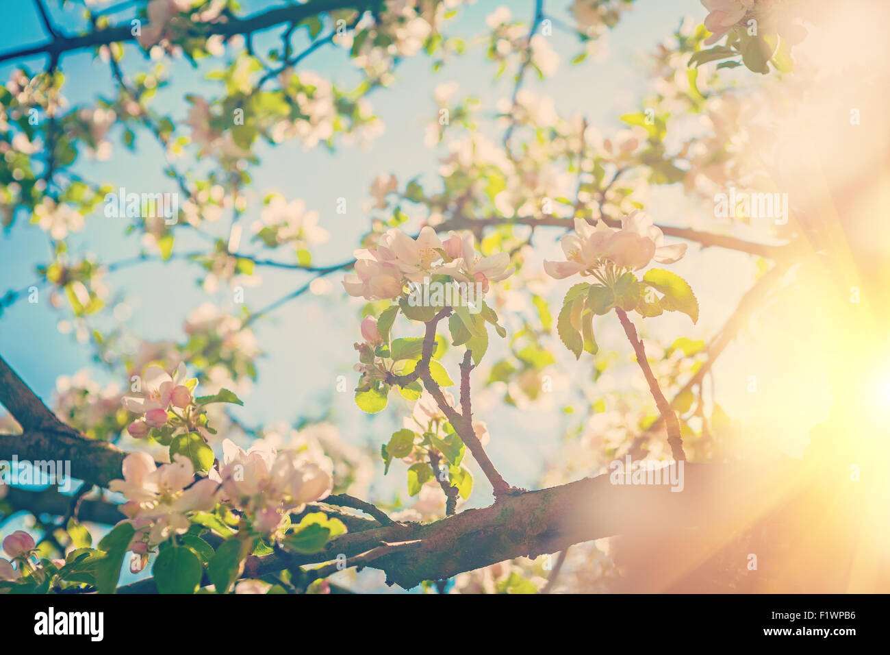 blossoming apple tree instagram stile Stock Photo - Alamy