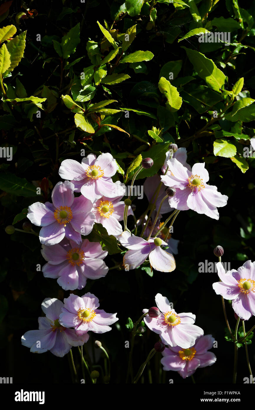 Chinese anemone Anemone hupehensis otherwise known as Japanese Anemone ...