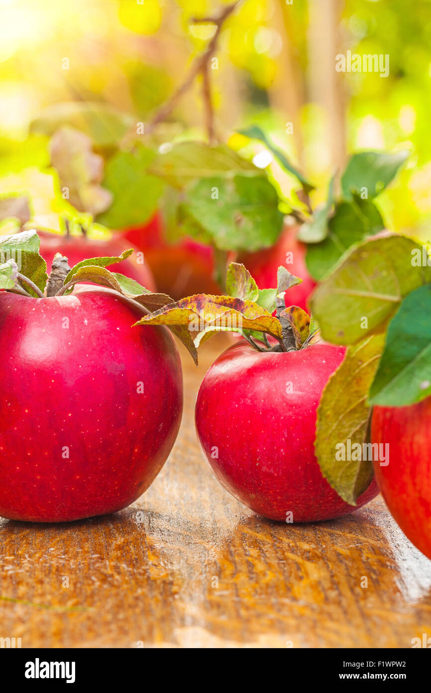 ripe apples with old leaves on wooden table in garden Stock Photo - Alamy