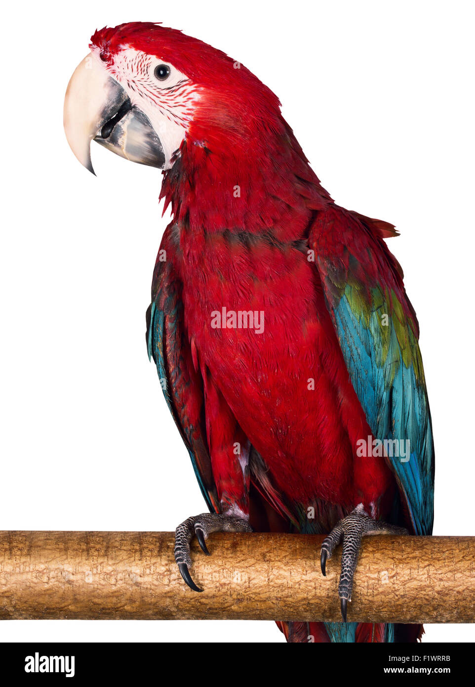 colorful macaw isolated on the white background Stock Photo - Alamy