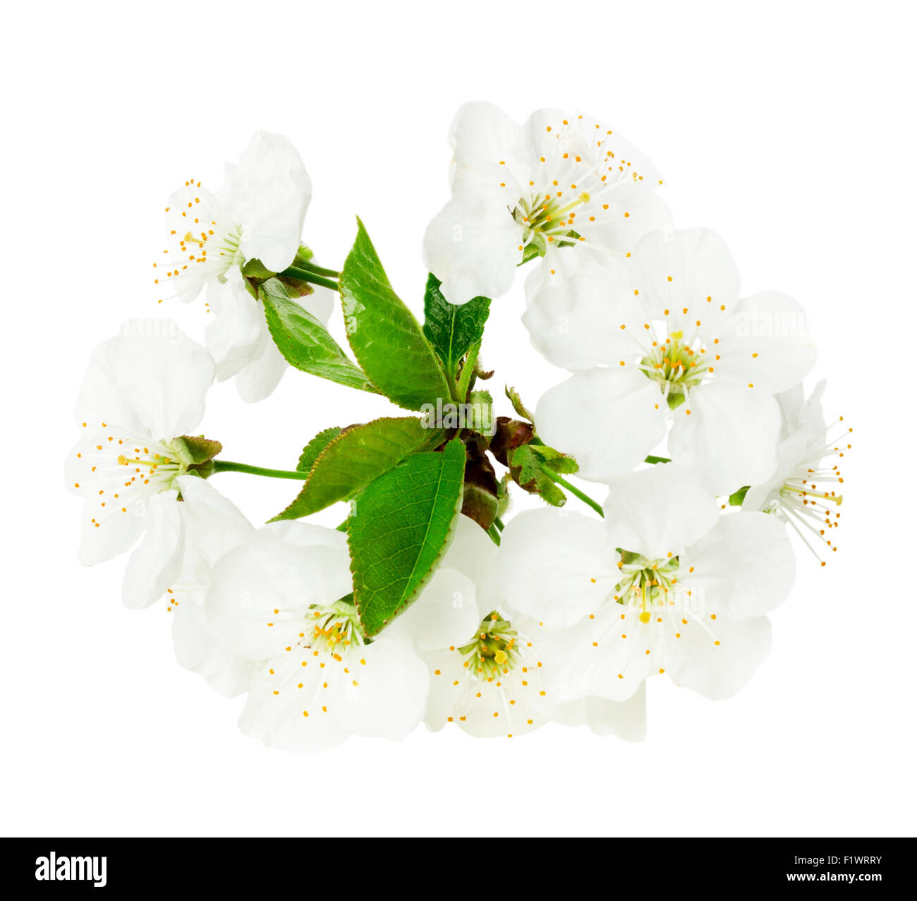Apple blossom on twig Cut Out Stock Images & Pictures - Alamy