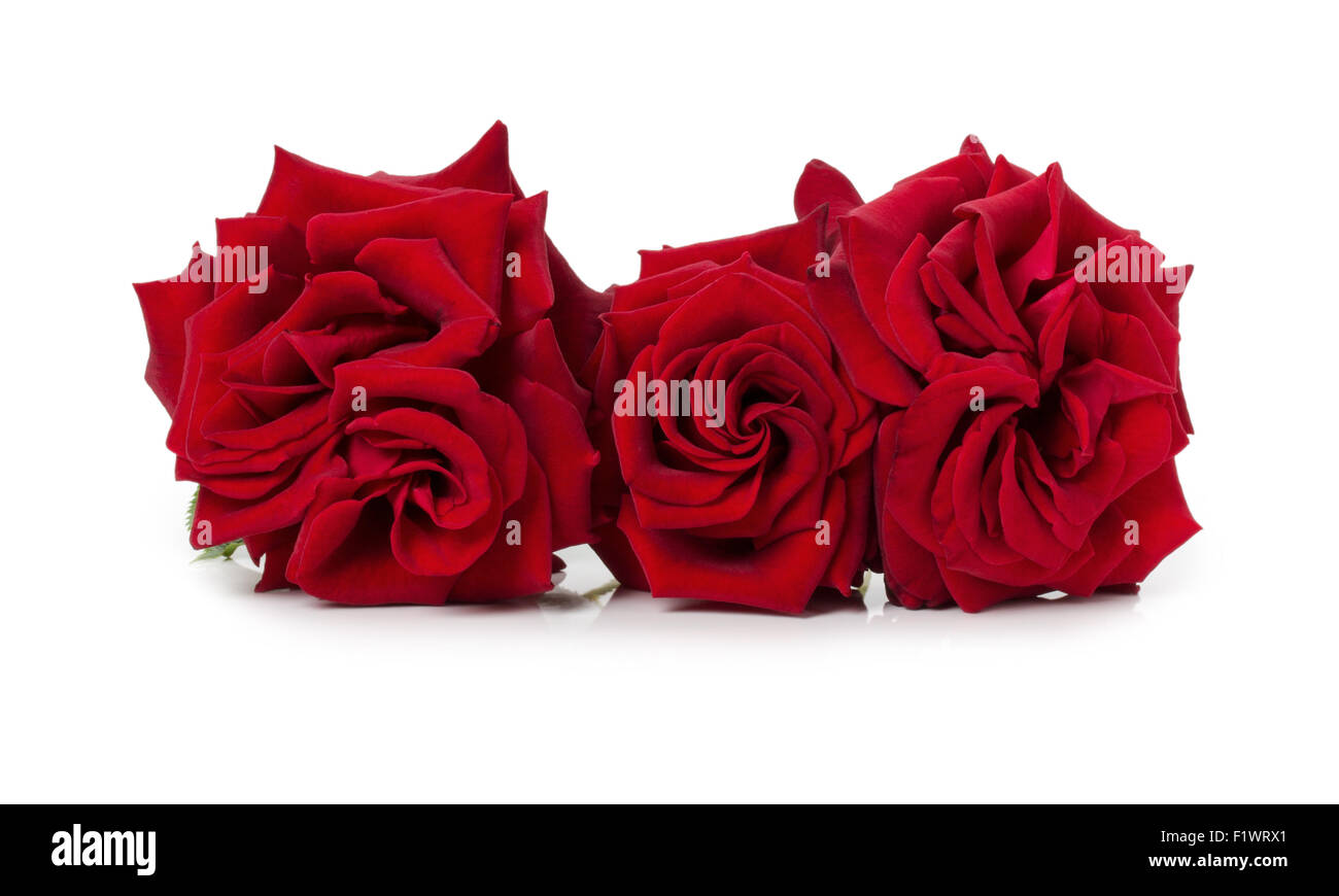 bouquet of beautiful red roses on the white background Stock Photo - Alamy