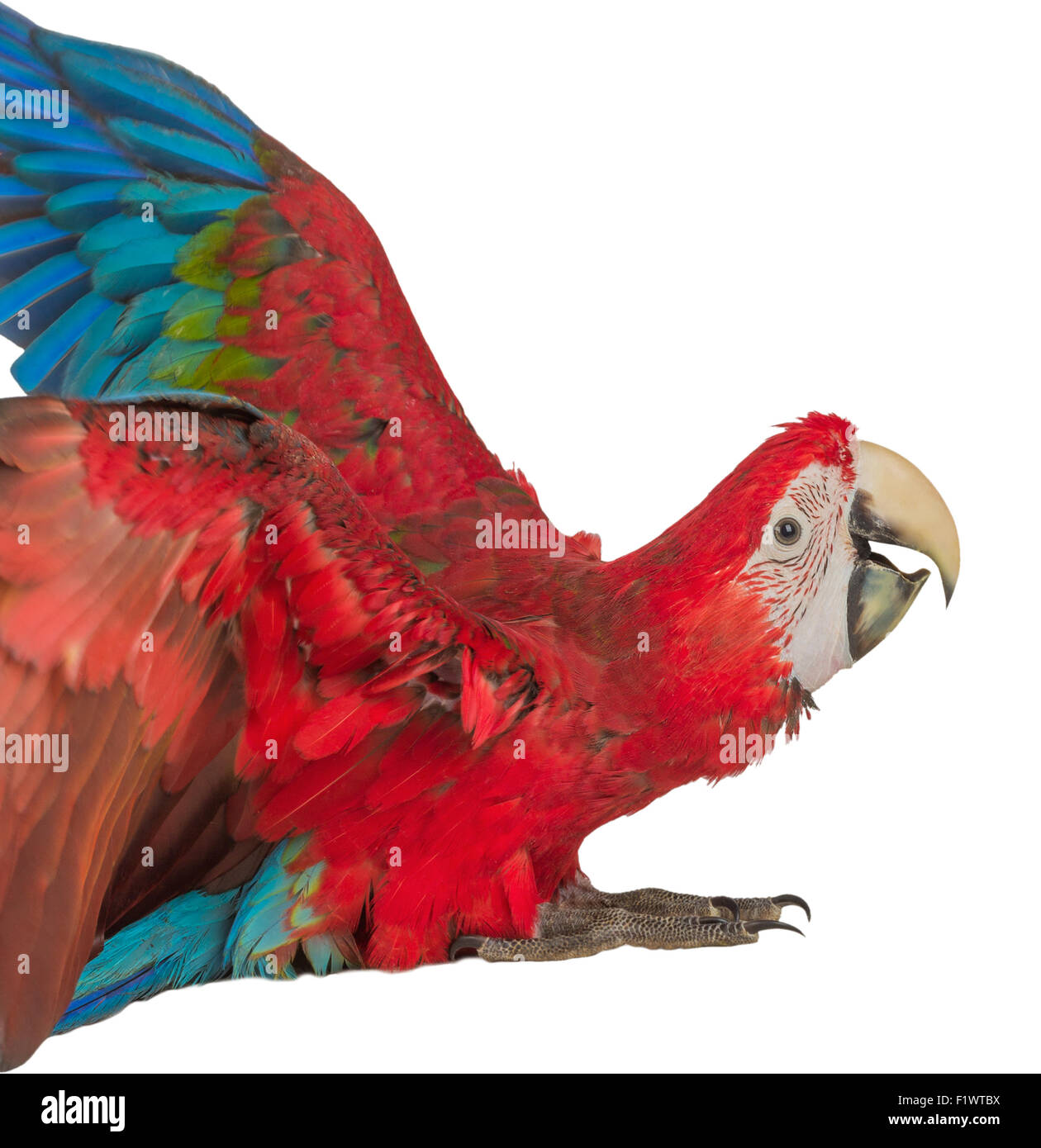 colorful macaw isolated on the white background Stock Photo - Alamy