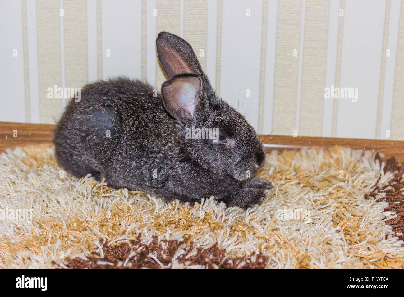 Gray carpet hi-res stock photography and images - Alamy