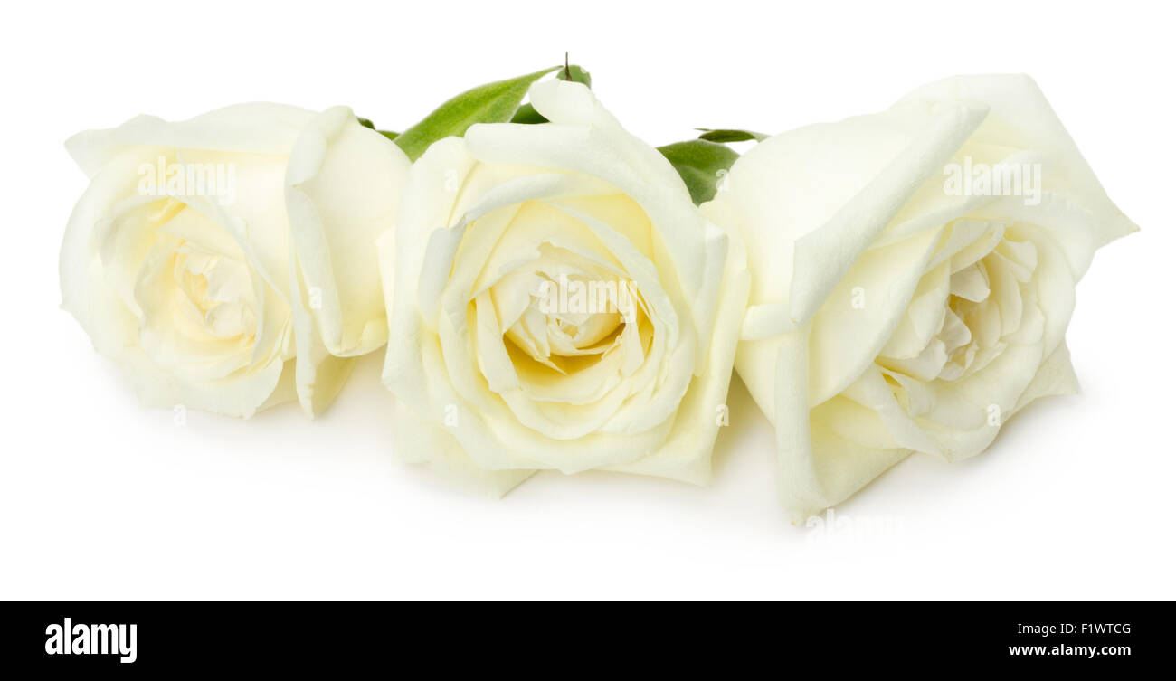 white roses isolated on the white background Stock Photo - Alamy
