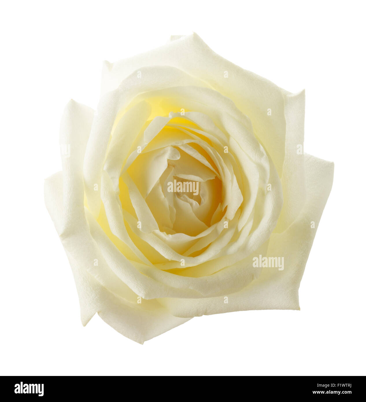 white rose isolated on the white background Stock Photo - Alamy