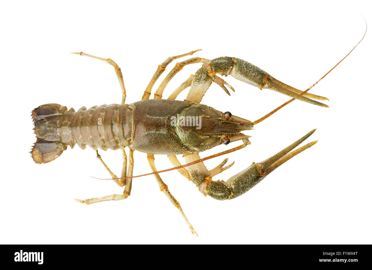 river lobster isolated on the white background Stock Photo - Alamy