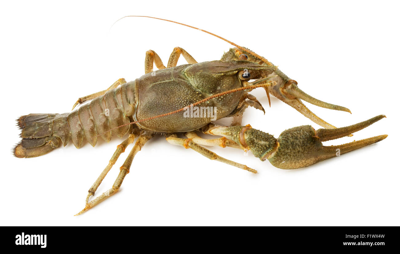 River Lobster