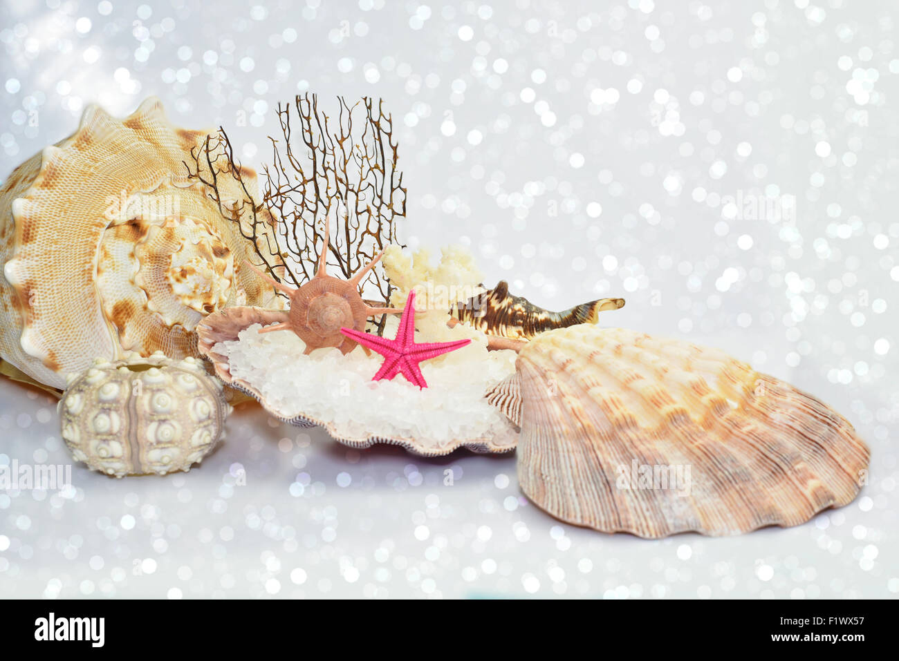 Seashells on white sparkling sandy beach Stock Photo - Alamy