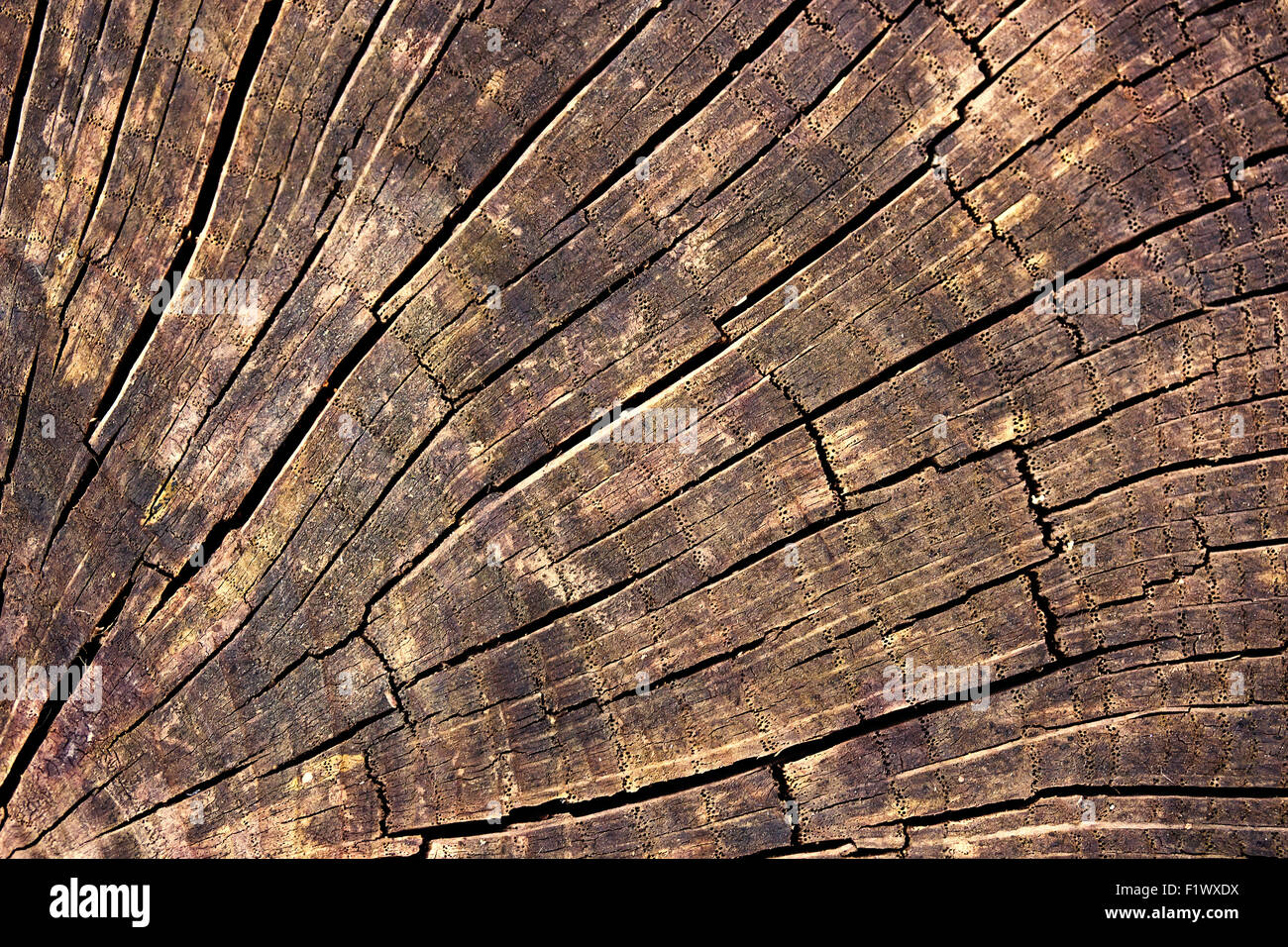 close up of stump in a wood Stock Photo - Alamy