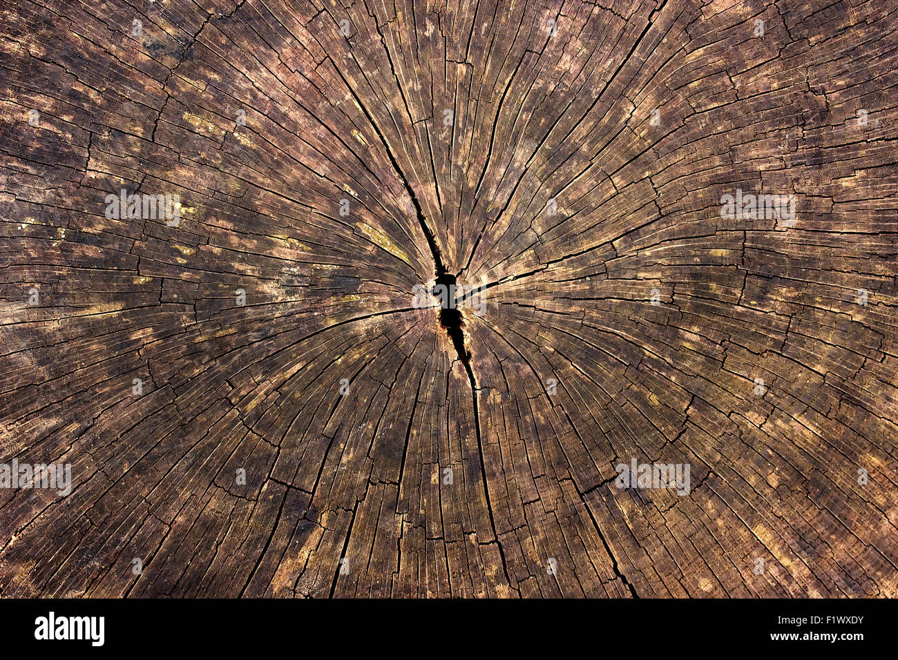 close up of stump in a wood Stock Photo - Alamy